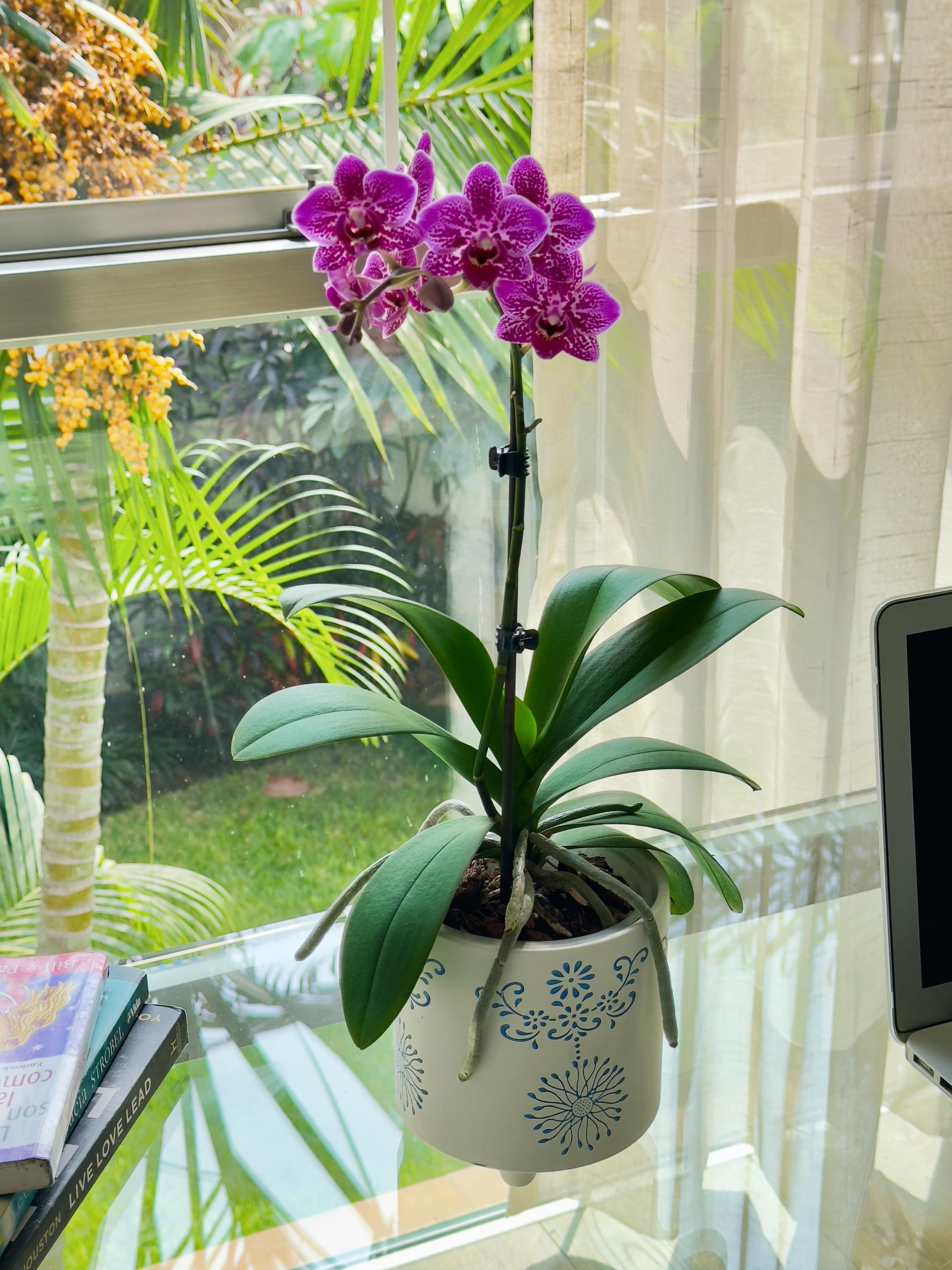 Mini violeta real (orquidea) - Floreria Detalles Amatista