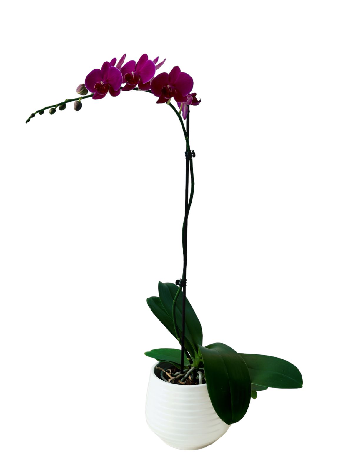 violeta real (orquidea) 6 - Floreria Detalles Amatista